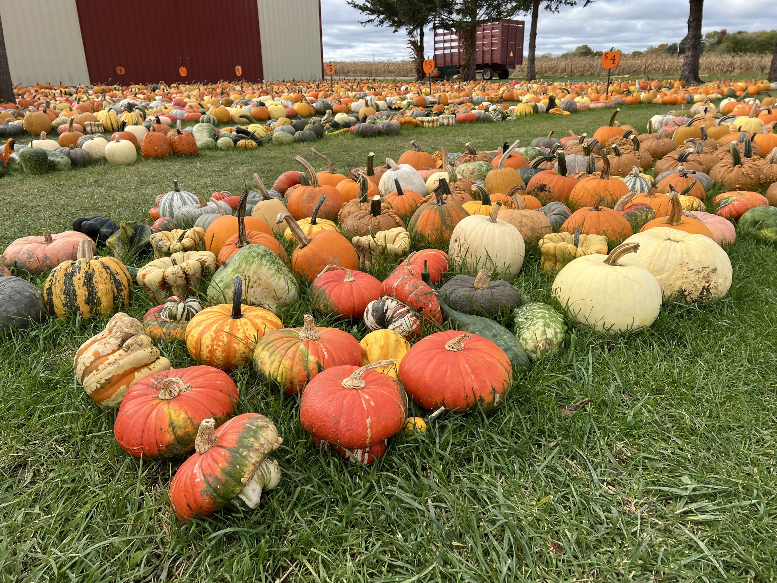October Harvest | Pumpkin Patch- Homespun: A Return To The Land
